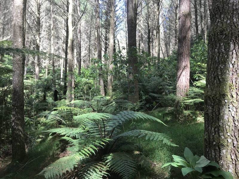 Awakino River Partnership 16 | Greenplan