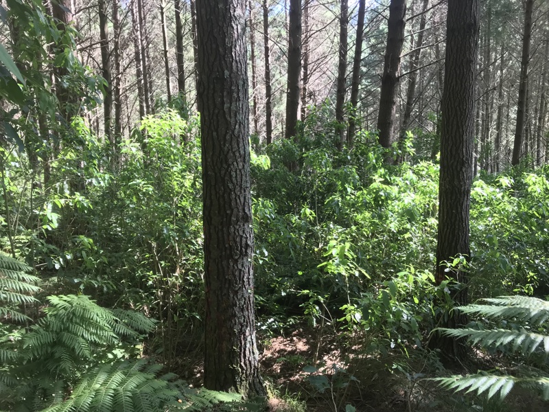 Awakino River Partnerships | Greenplan