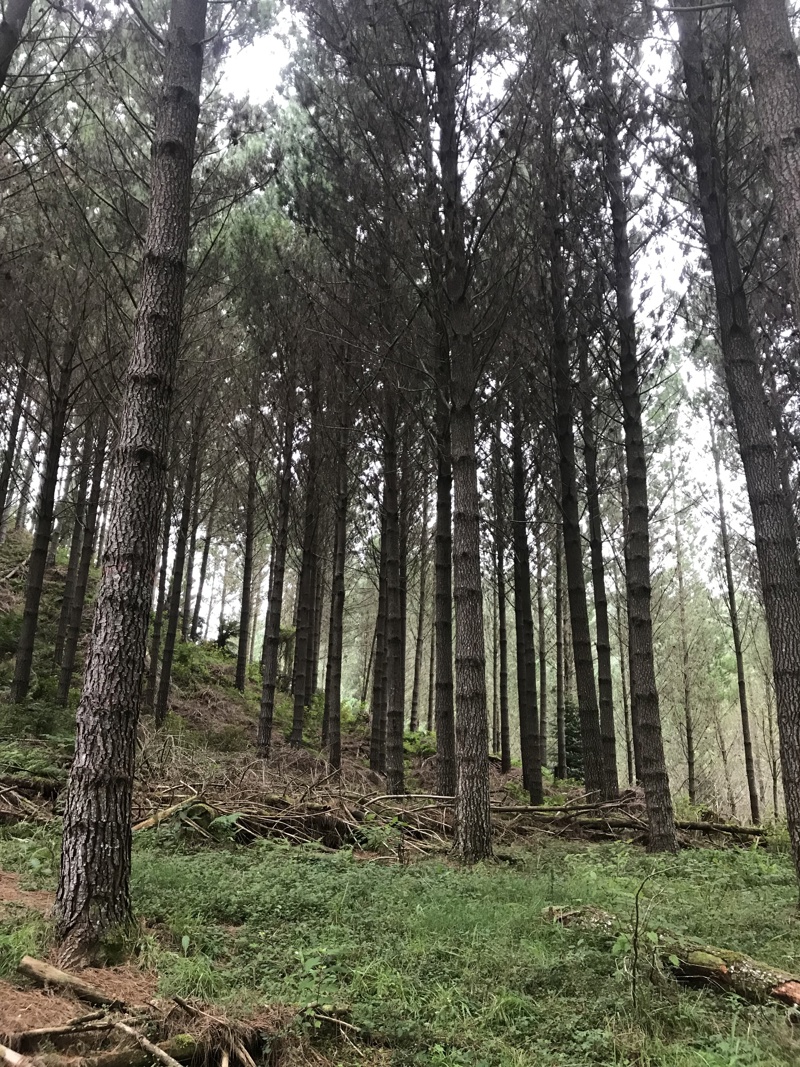 Pinegrove Partnership 60 | Greenplan